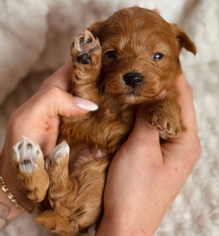 Viktoria`s Angels Kennel