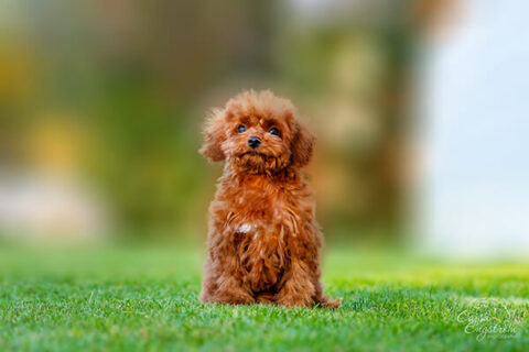Our Health Program - Viktoria's Angels Kennel